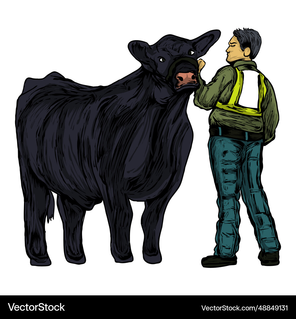 Man and heifer cattle are preparing for livestock Vector Image
