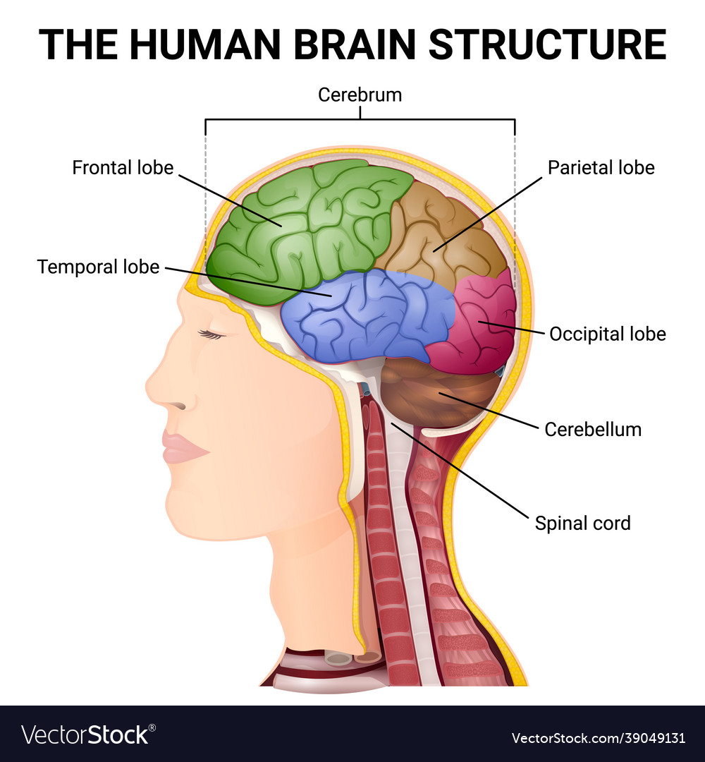 Brain Parts Cerebrum