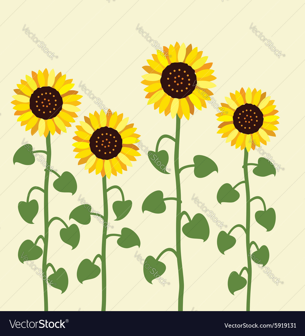 Sunflower Royalty Free Vector Image - VectorStock