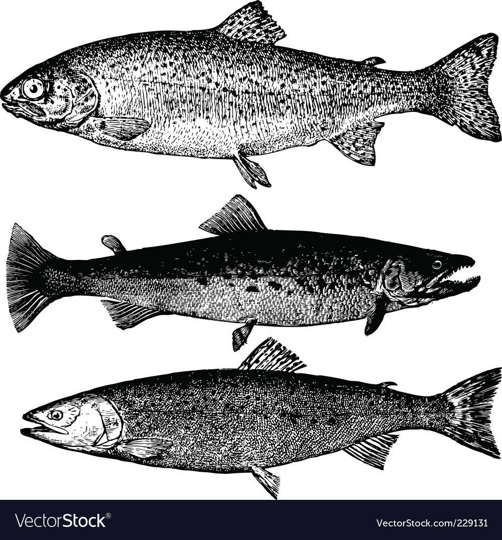 Trout Royalty Free Vector Image - VectorStock