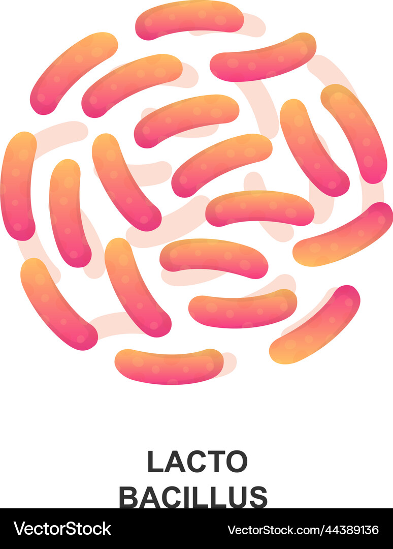 Lactobacillus probiotic bacteria good Royalty Free Vector