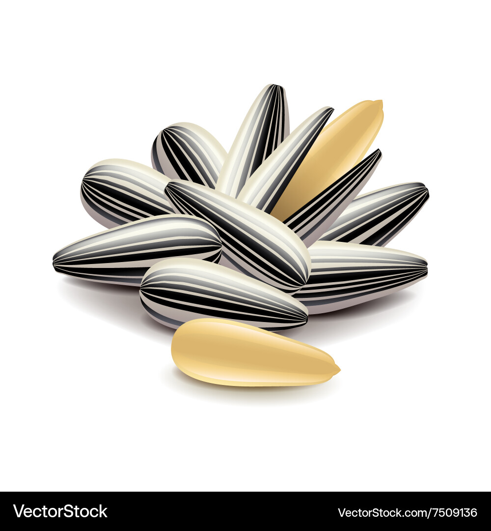 Sunflower seeds isolated on white Royalty Free Vector Image