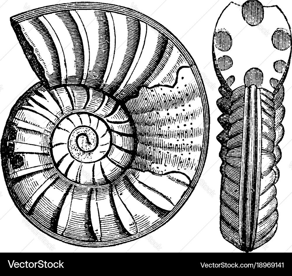 Vintage Ammonite Obtusus Line Drawing Royalty Free Vector