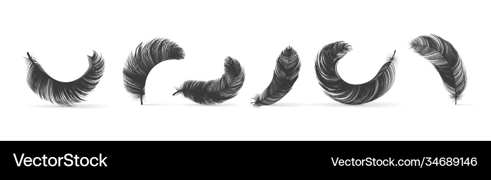 Black feathers realistic bird swan or goose Vector Image