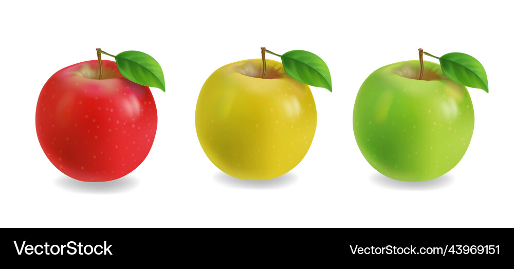 Red yellow and green apples realistic set Vector Image