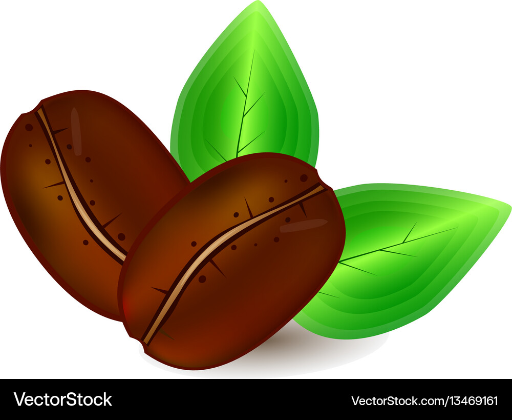 Coffee grains and green leaves Royalty Free Vector Image