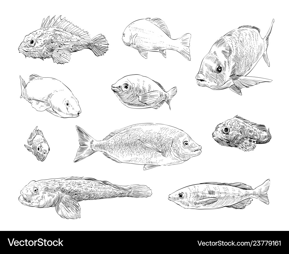 Sea and ocean types fish hand drawn set Royalty Free Vector