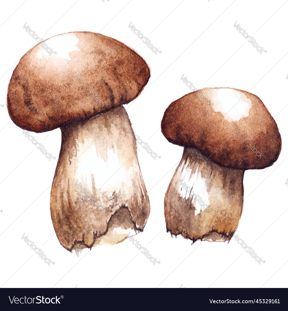 Watercolor Two Pair White Porcini Mushrooms Vector Image