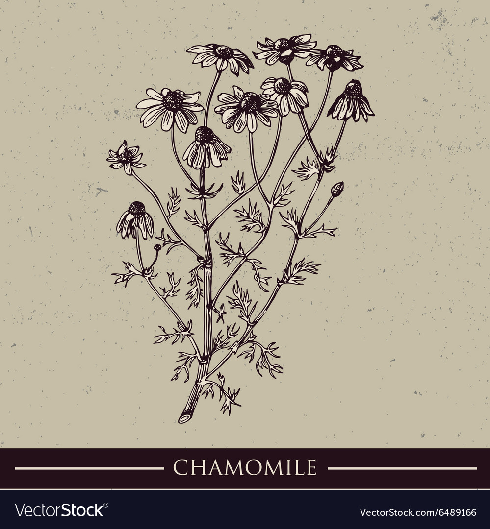 Chamomile Royalty Free Vector Image - VectorStock