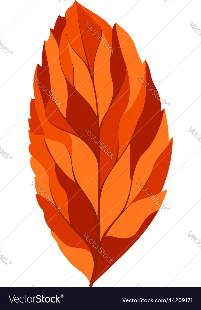 Ash-tree leaf Royalty Free Vector Image - VectorStock