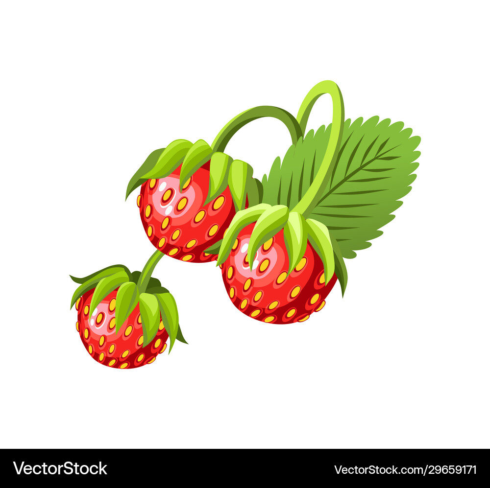 Hand drawn branch strawberry berries with leaves Vector Image