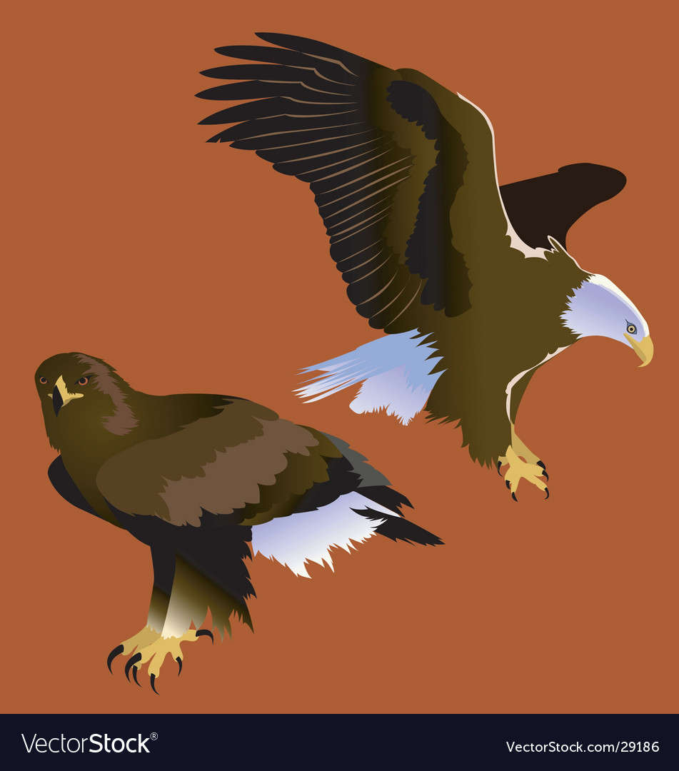 Eagles Royalty Free Vector Image - VectorStock