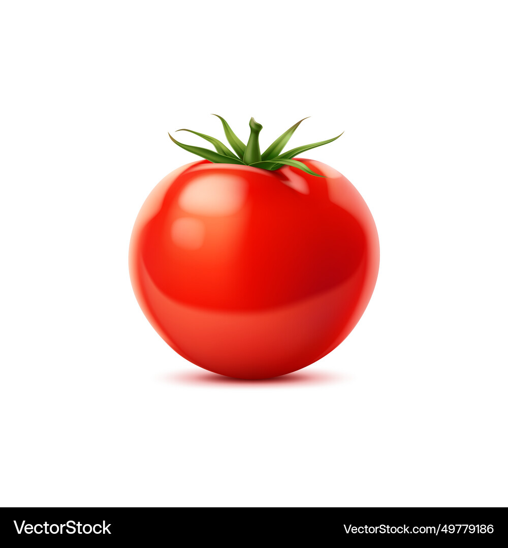 Raw realistic red ripe tomato whole vegetable Vector Image