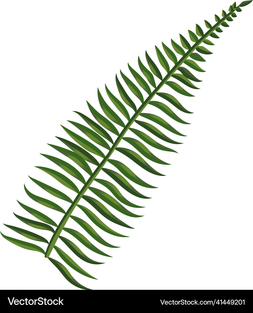 Fern branch ancient forest plant green tropic Vector Image