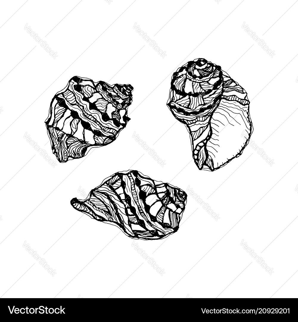 Seashell set hand drawn of sketch sea shell Vector Image