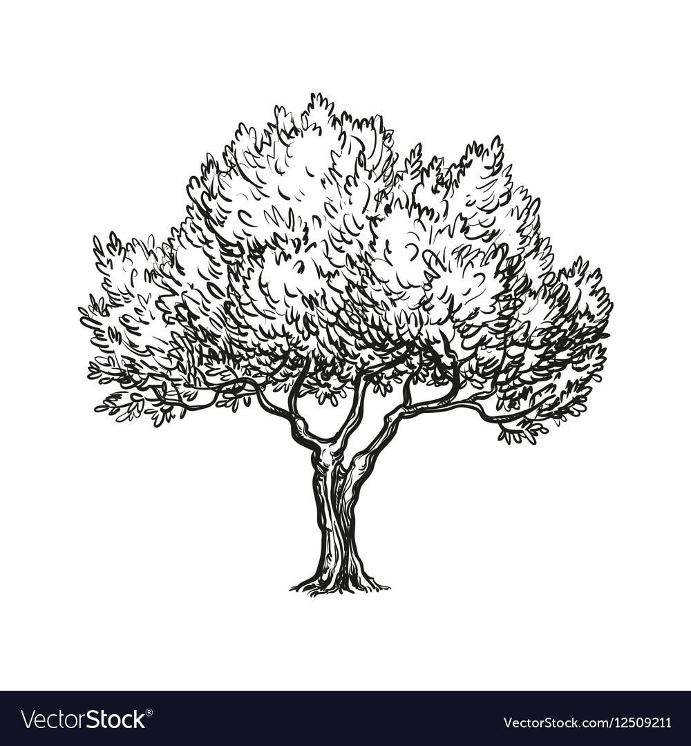 Olive tree Royalty Free Vector Image - VectorStock