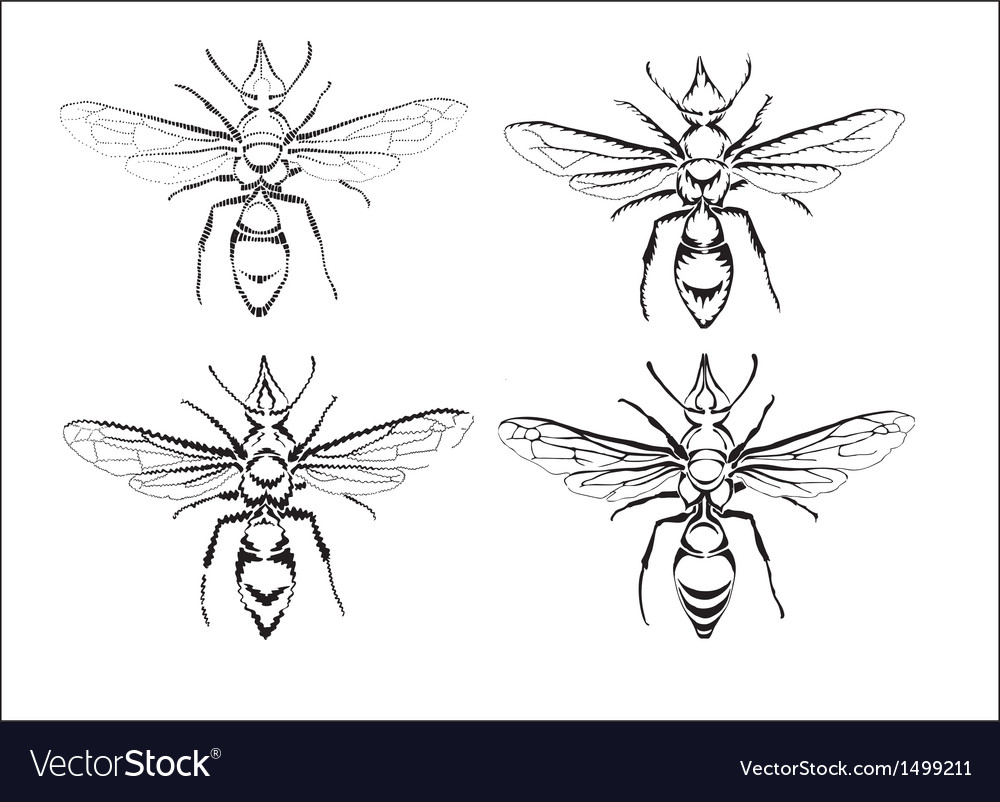 Wasp Royalty Free Vector Image - VectorStock