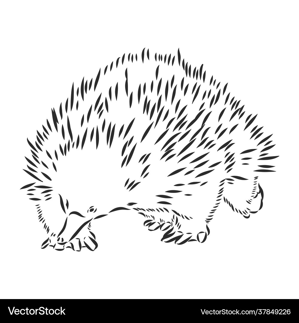 Echidna australian animal linear hand drawn Vector Image