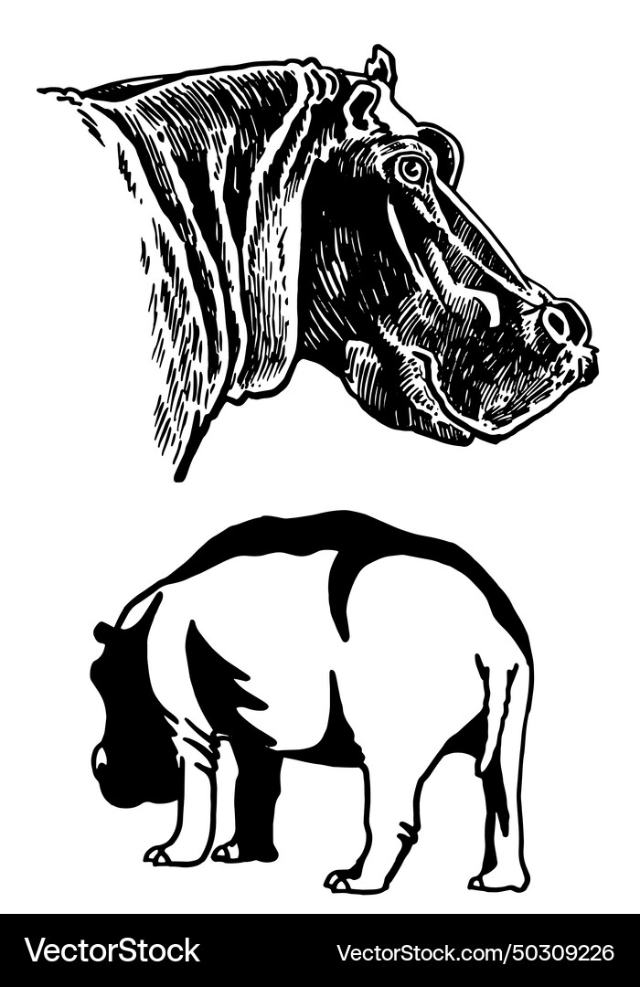 Graphical set of hippos on white background Vector Image