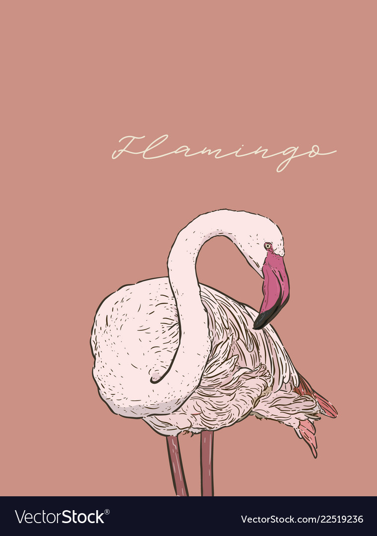 Flamingo Royalty Free Vector Image - VectorStock