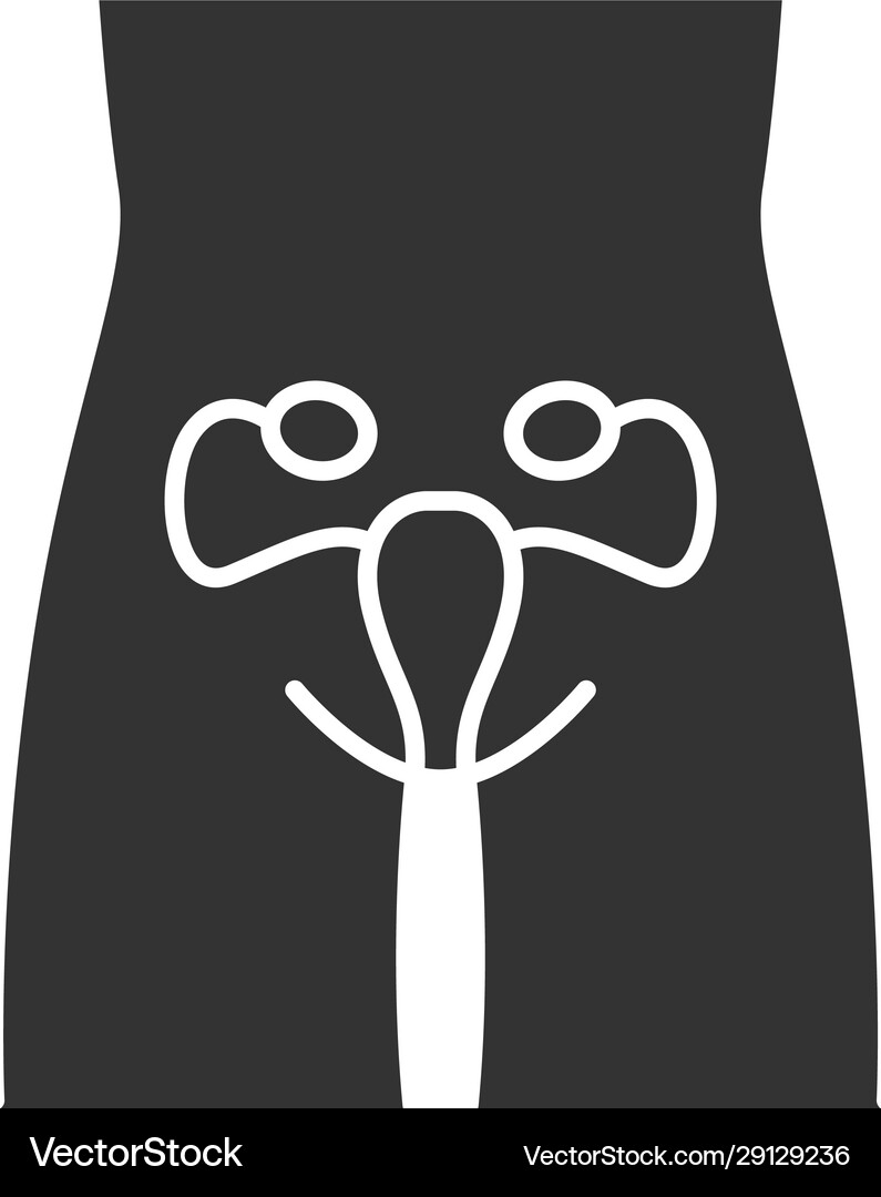 Healthy women reproductive system glyph icon Vector Image