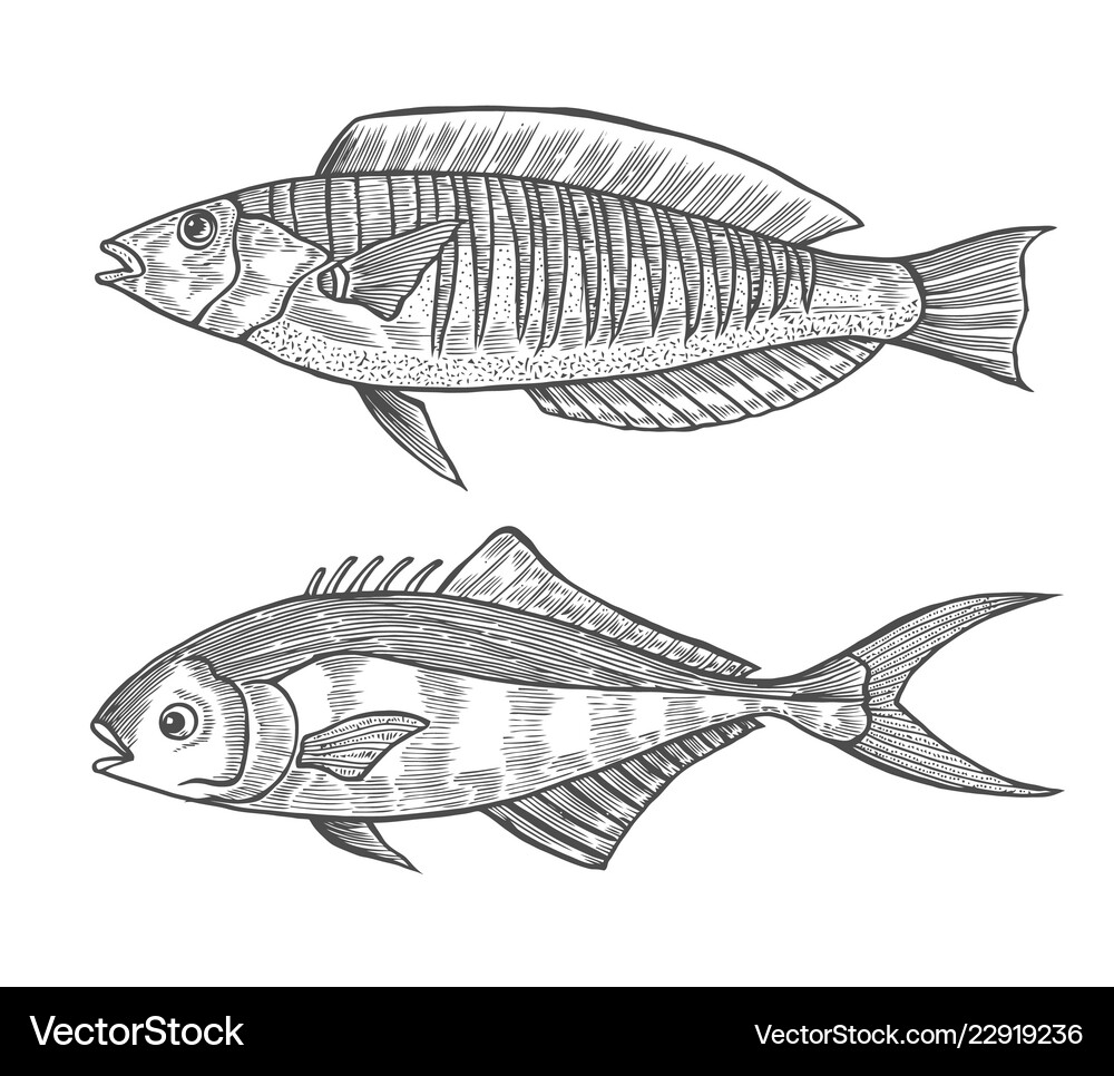Ink sketch of fish Royalty Free Vector Image - VectorStock