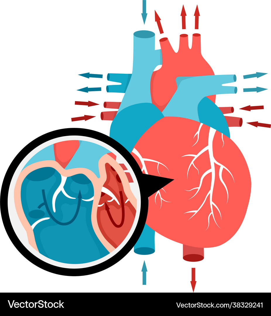 Close-up blood circulation in heart human Vector Image