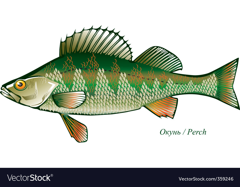 Fish perch vector Royalty Free Vector Image - VectorStock