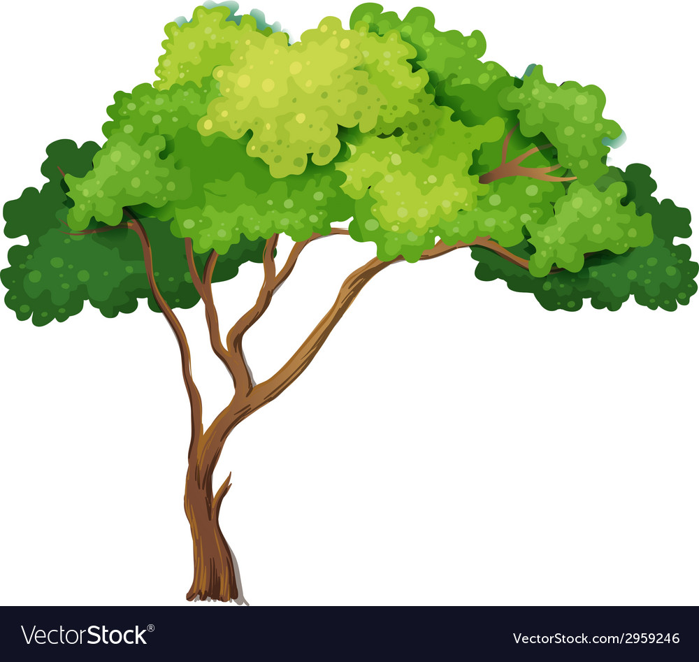 Tree Royalty Free Vector Image - VectorStock