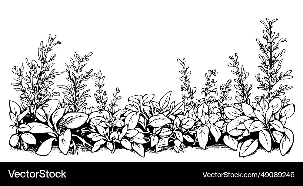 Wild flowers border sketch hand drawn sketch Vector Image