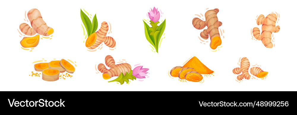 Fresh turmeric plant with orange root as culinary Vector Image