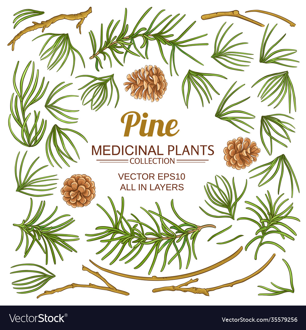 Pine elements set Royalty Free Vector Image - VectorStock