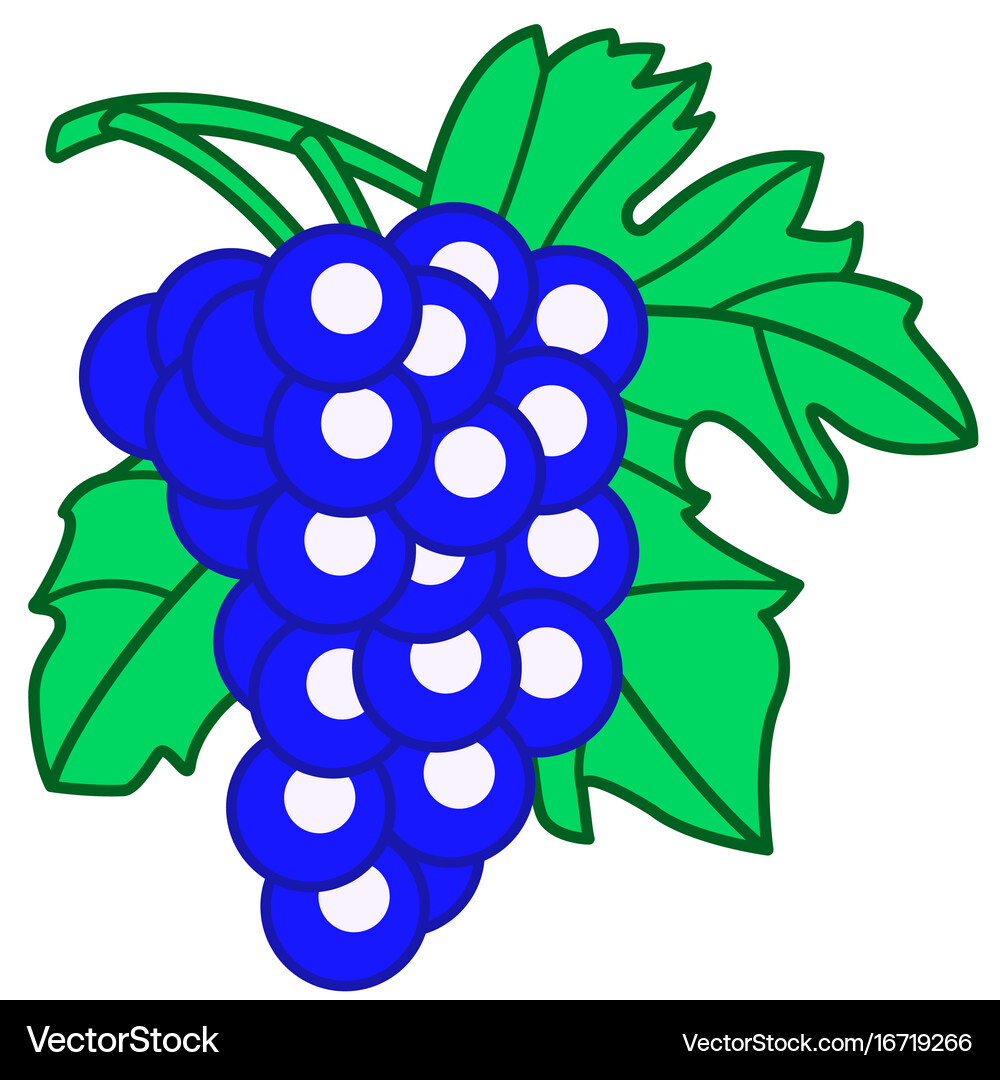 Bunch of blue grapes Royalty Free Vector Image