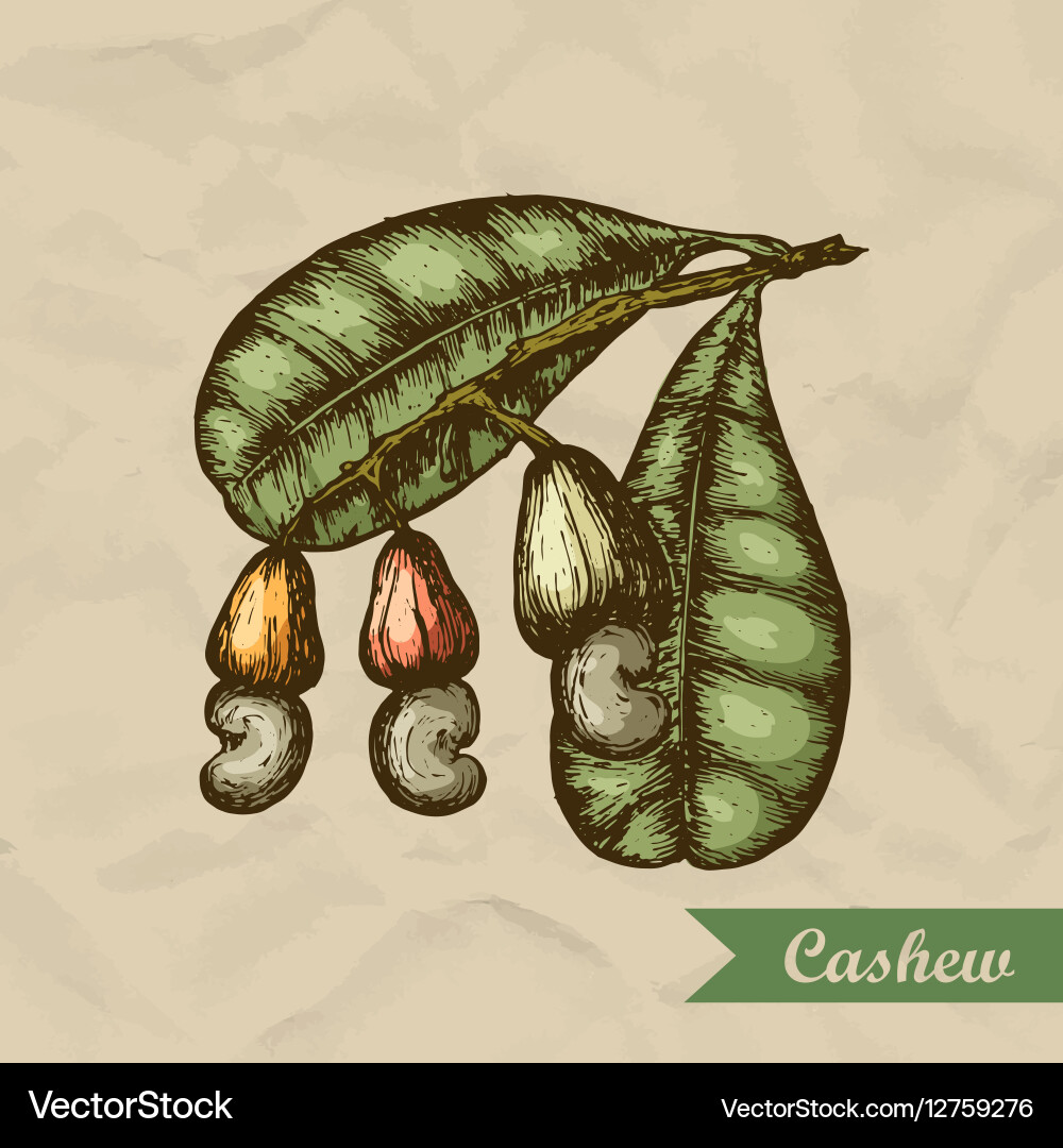 Cashew branch with leaves and nuts Engraving Vector Image