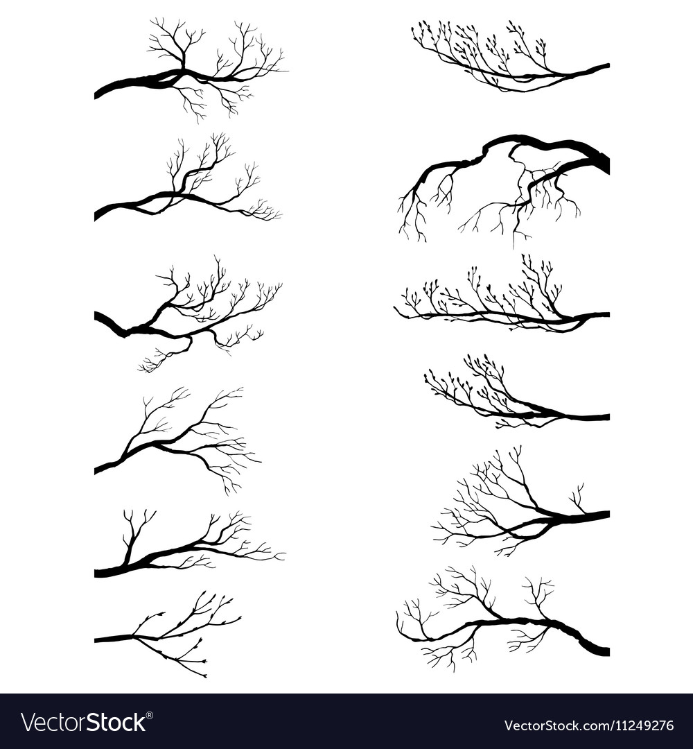 Set tree branches Royalty Free Vector Image - VectorStock