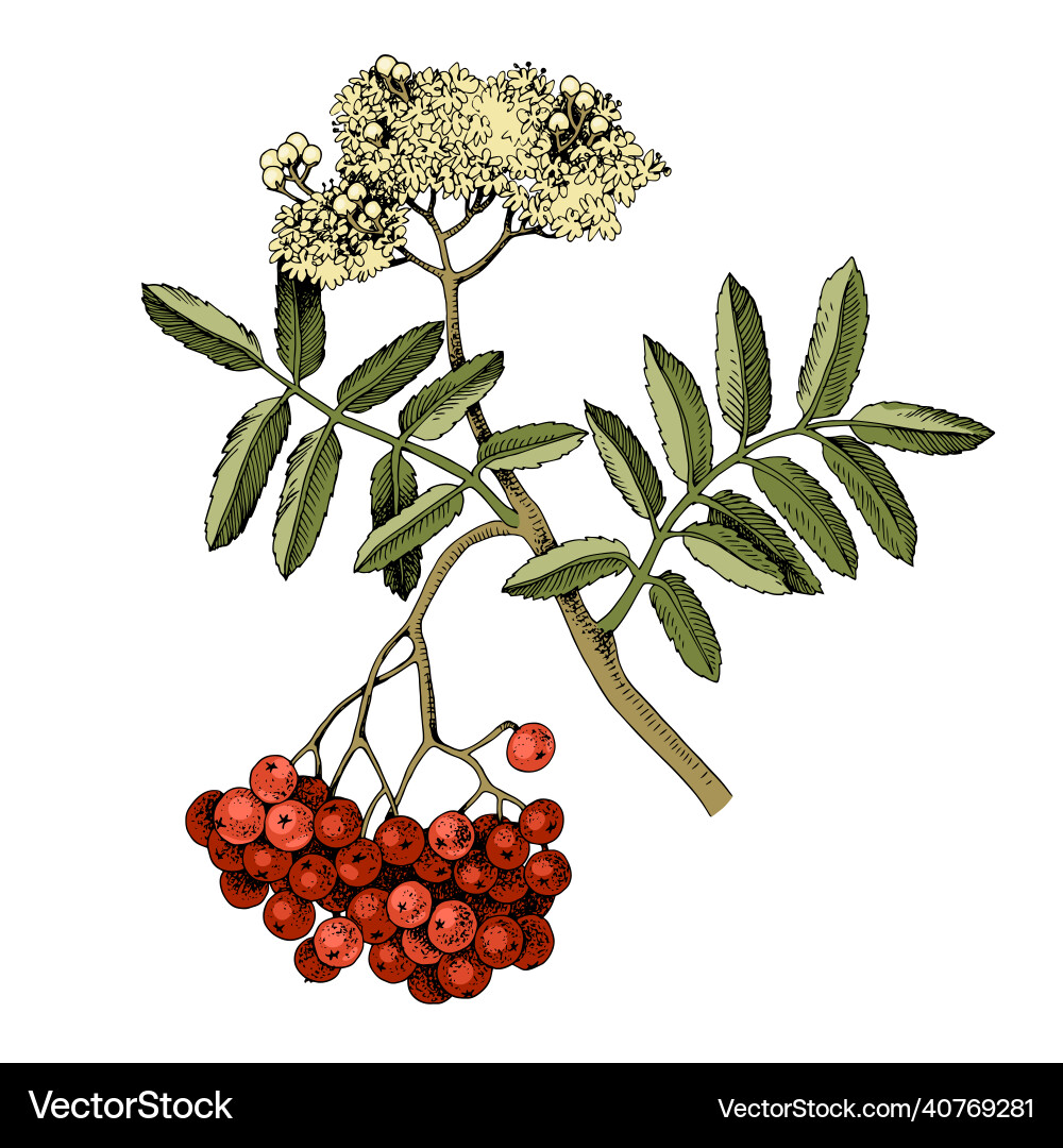 Hand drawn rowan with red berries and blossoms Vector Image