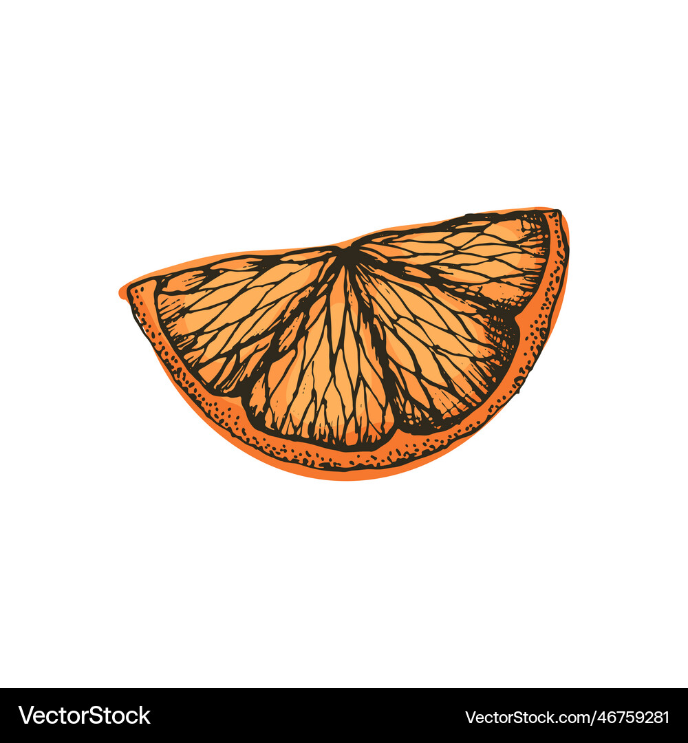 Orange slice in freehand drawing style dried Vector Image