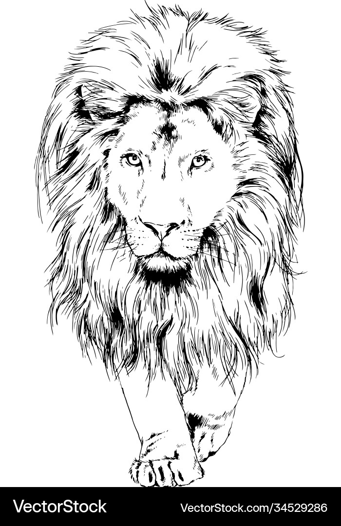 Big lion with mane is painted with ink hand Vector Image