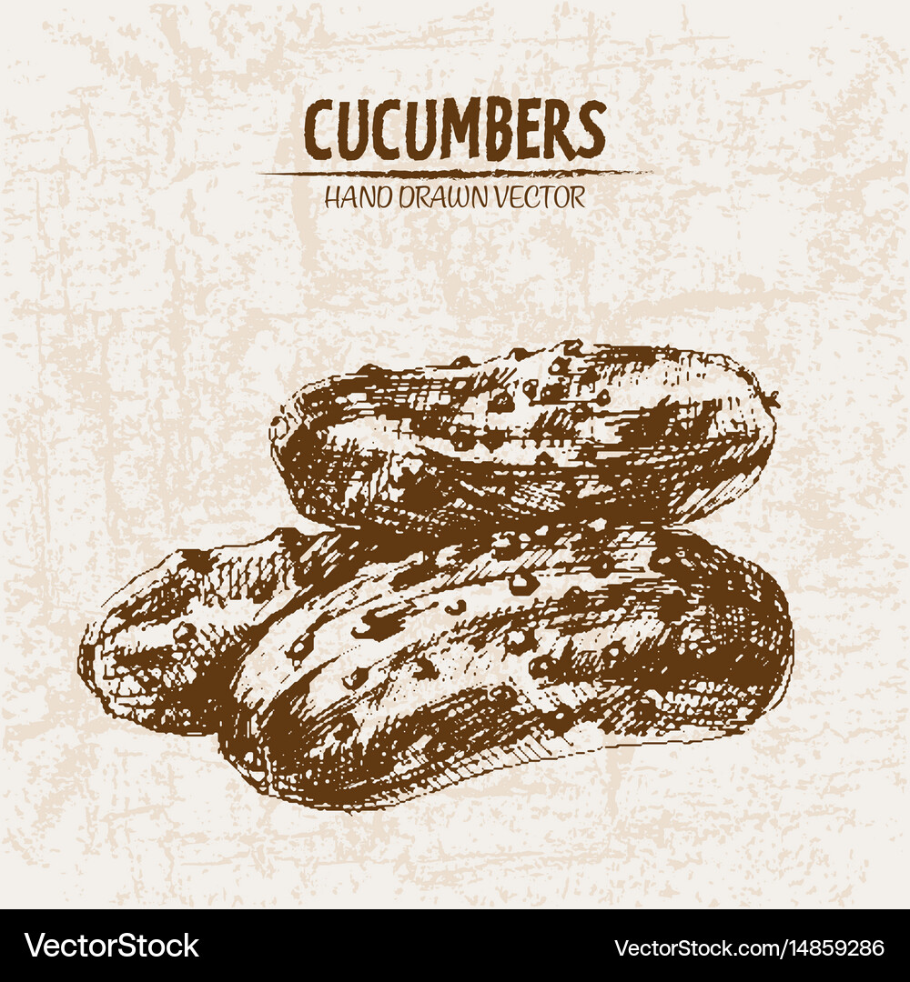 Digital detailed line art cucumber Royalty Free Vector Image