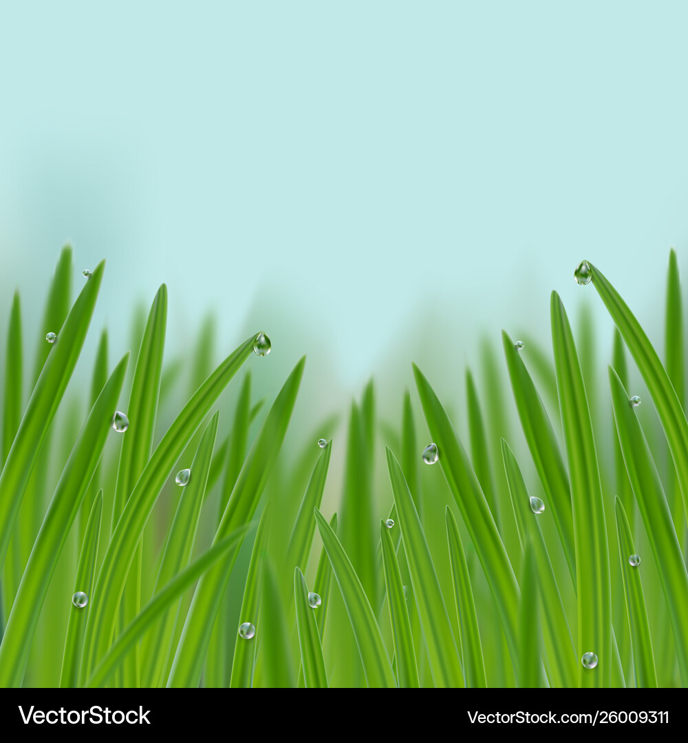 Grass in droplets water background a nature Vector Image
