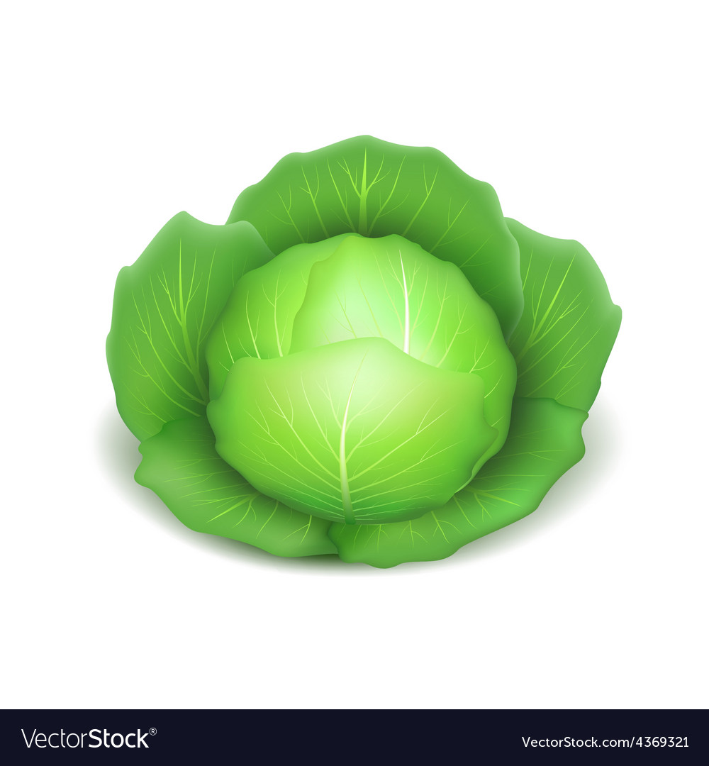 Cabbage isolated on white Royalty Free Vector Image