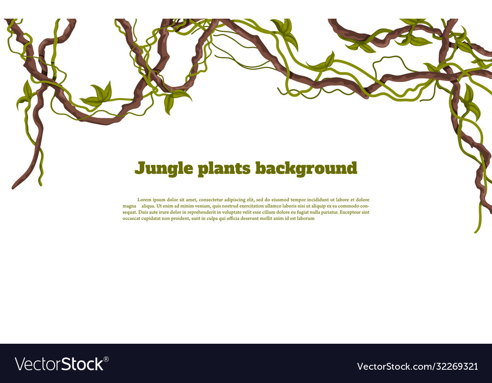 Jungle plants background tropical frames Vector Image