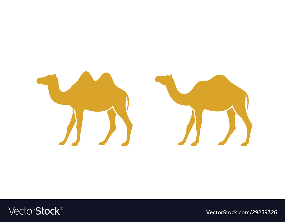 Camel Royalty Free Vector Image - VectorStock