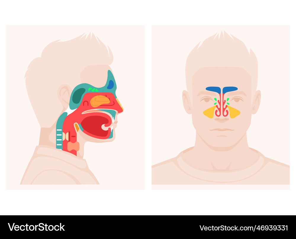 Human Nose Anatomy Diagram Human Nose Parts Labeling Worksheet