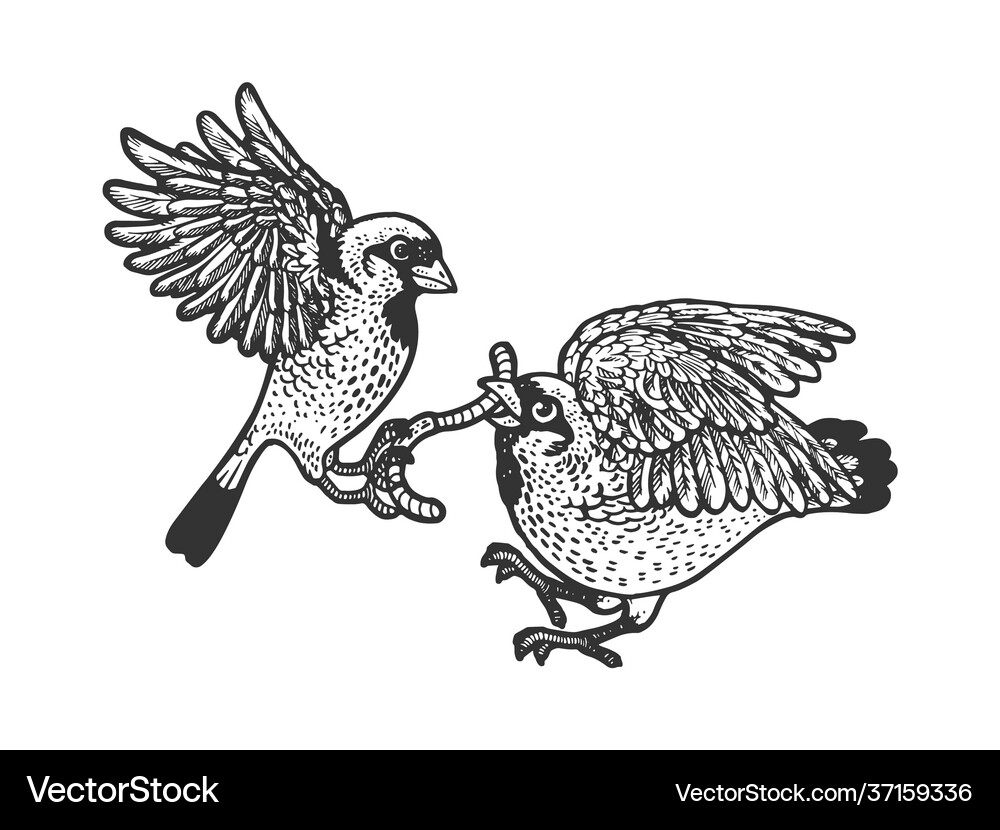 Birds fight warm sketch Royalty Free Vector Image
