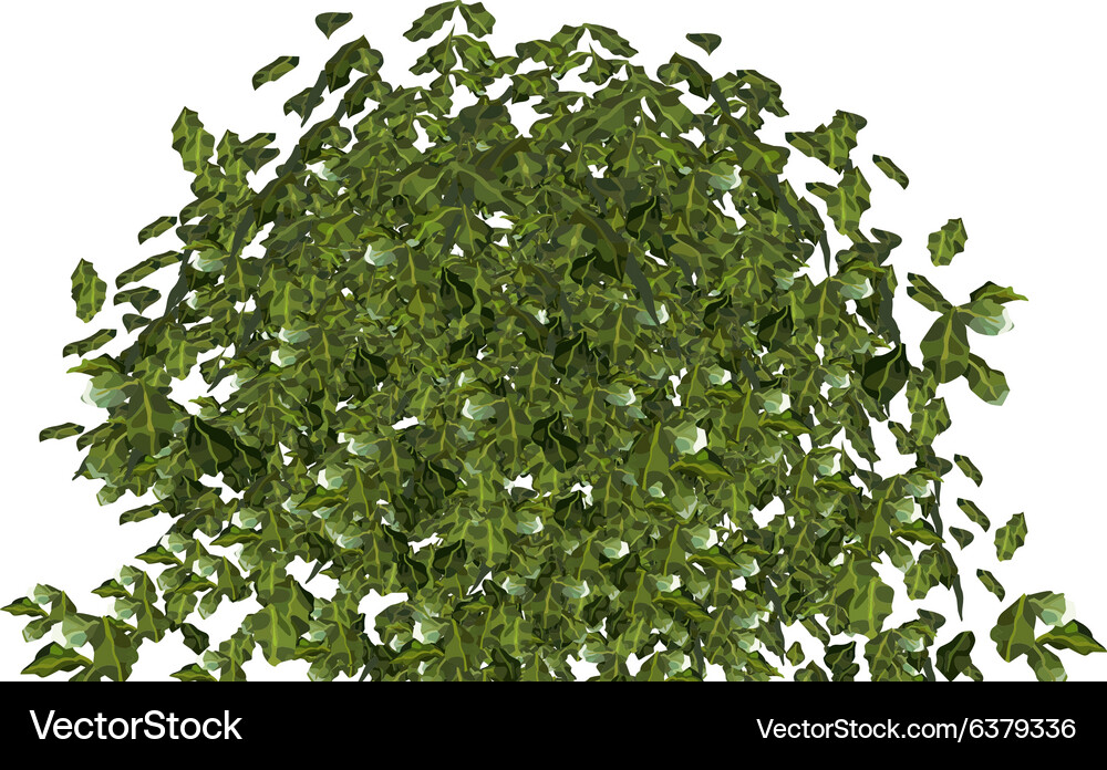 Plant green bushy shrub Royalty Free Vector Image