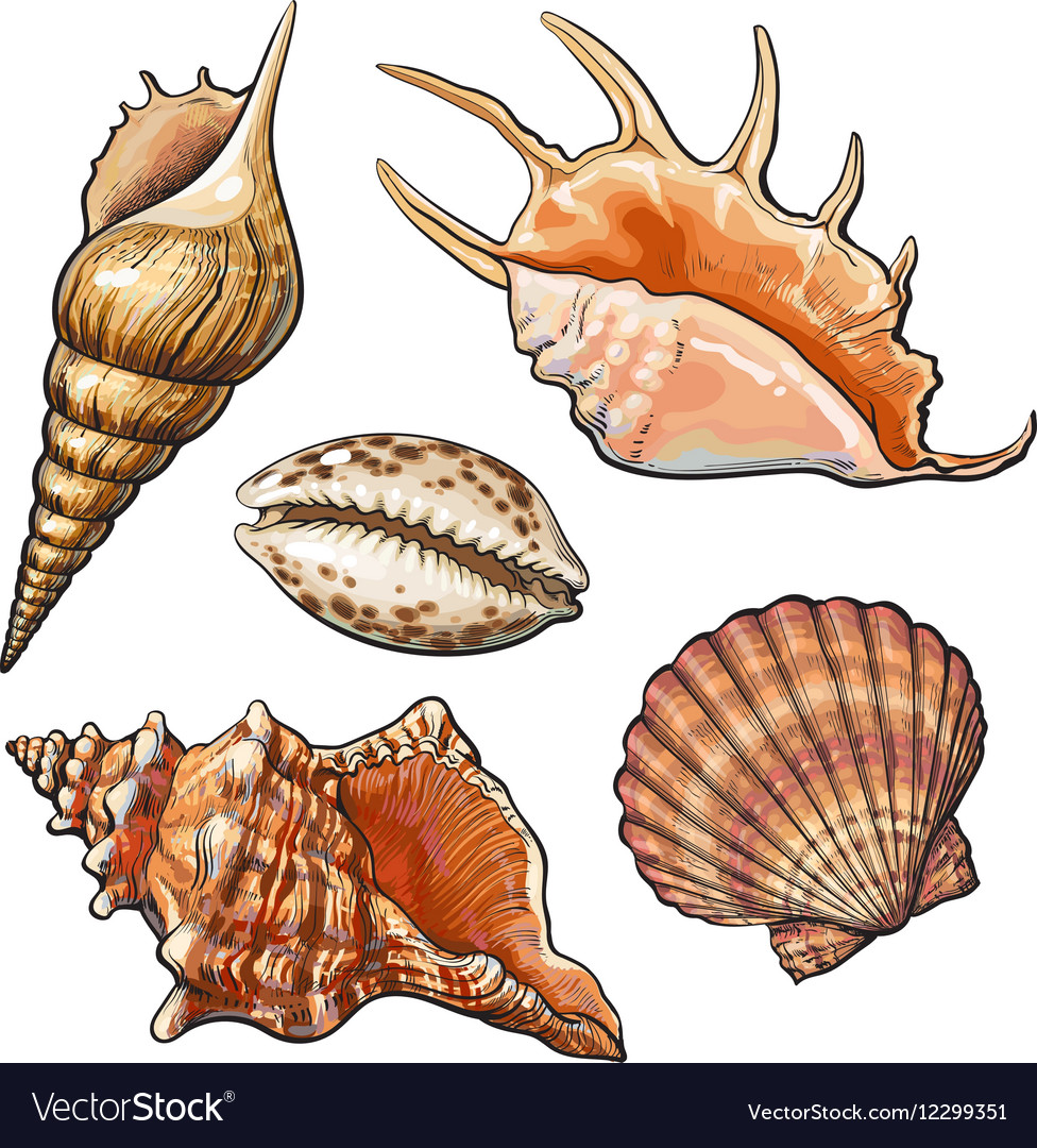 Set various beautiful mollusk sea shells Vector Image Set various beautiful mollusk sea shells Vector Image