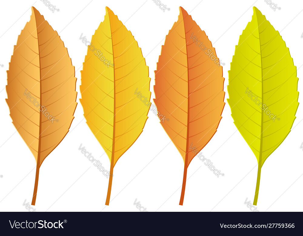 Autumn leaf Royalty Free Vector Image - VectorStock