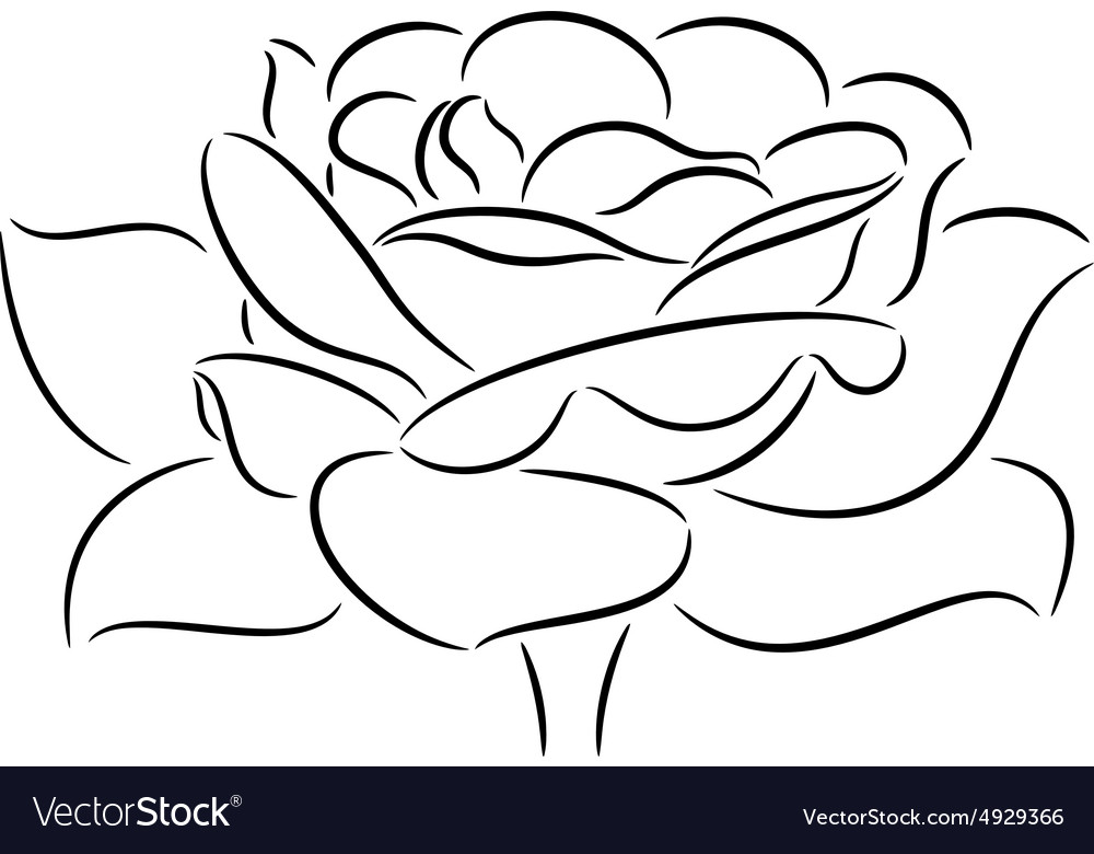 Rose Royalty Free Vector Image - VectorStock