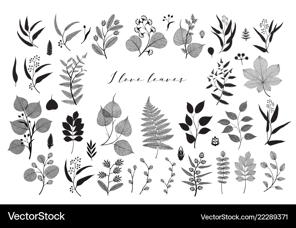 Big set of branches and leaves fall spring Vector Image